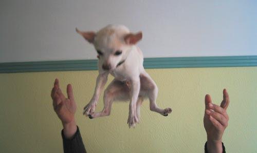 강아지 분류 인공지능 웹사이트 만들기 (1)